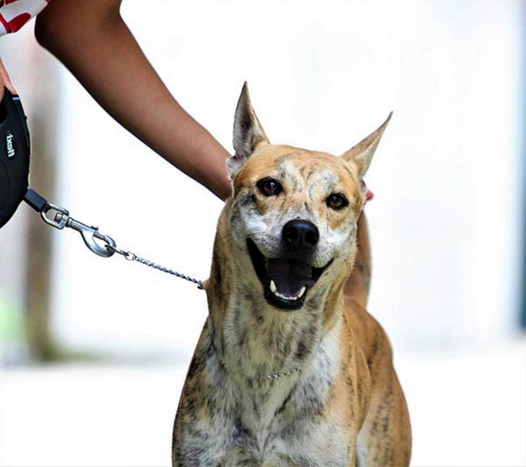 Chó Phú Quốc - Giống chó thông minh, mưu trí nhất Việt Nam