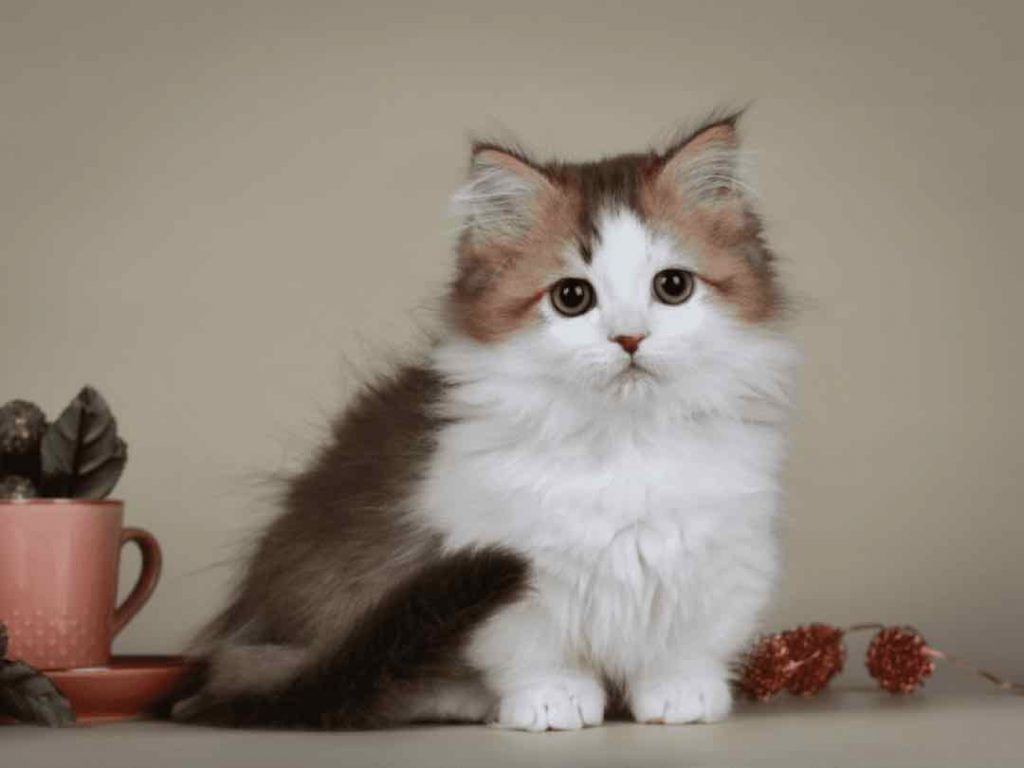 Mèo chân ngắn có những đặc điểm gì và chăm sóc ra sao